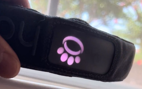 Why is My Collar Blinking Red and White? – Halo Collar Help Center