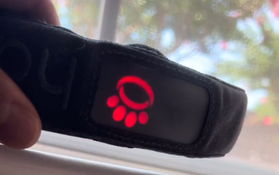 Why is My Collar Blinking Red and White? – Halo Collar Help Center